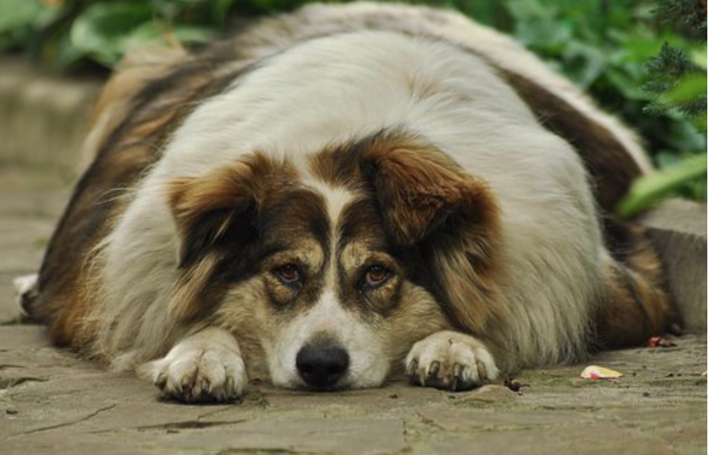 National Fat Pet Day Is Actually On The Calendar - The Rhino Times of ...