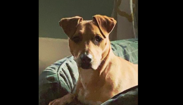 Emaciated Dog Now In The Hands Of Animal Services - The Rhino Times of ...