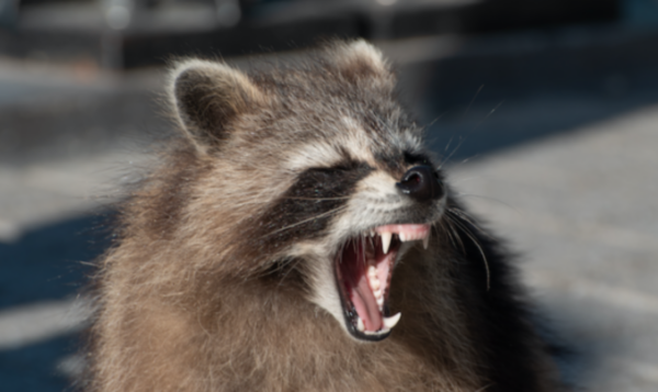 Rabid Horse Is Guilford County’s First 2024 Case Of Animal Rabies - The ...