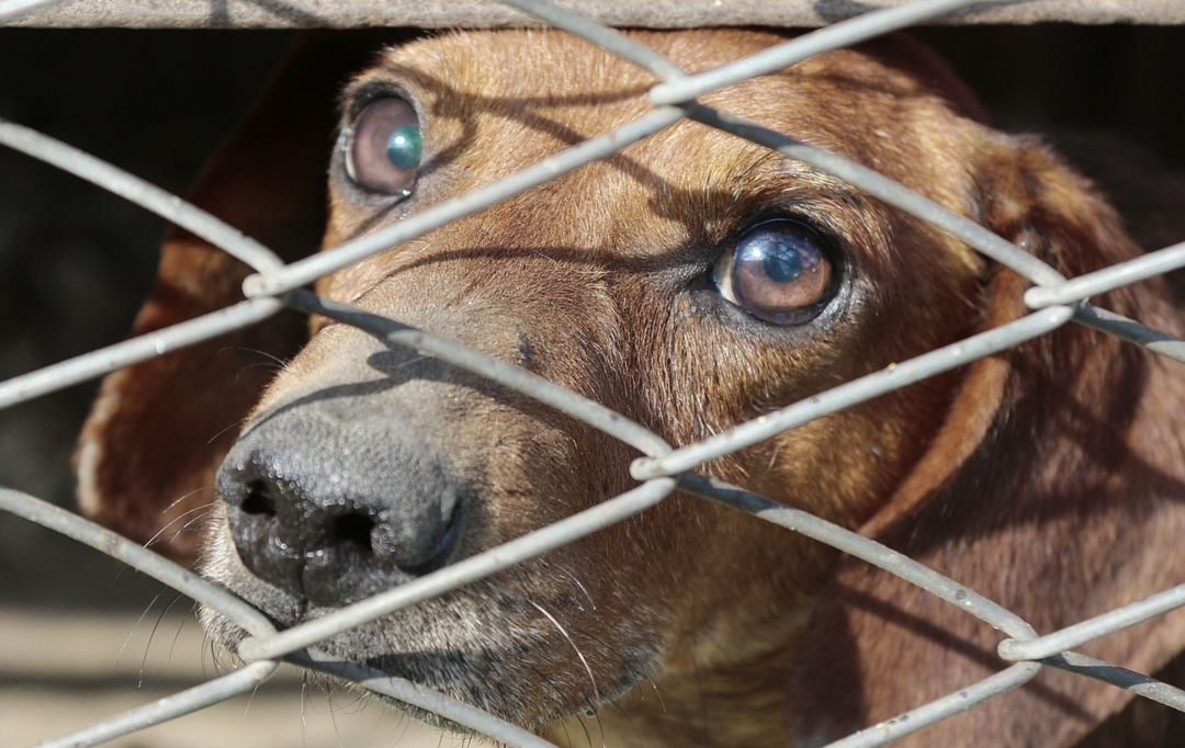 Penny Wise Pound Foolish County Stifles Dog's Day Out Program - The ...