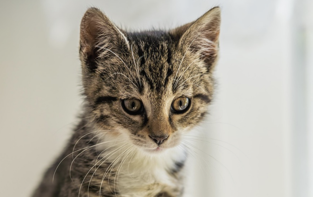 Animal Shelter Limits Intake of Cats Due To Feline Virus - The Rhino ...